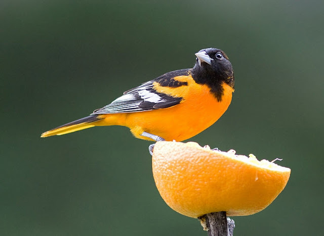 Baltimore Oriole | The Biggest Animals Kingdom