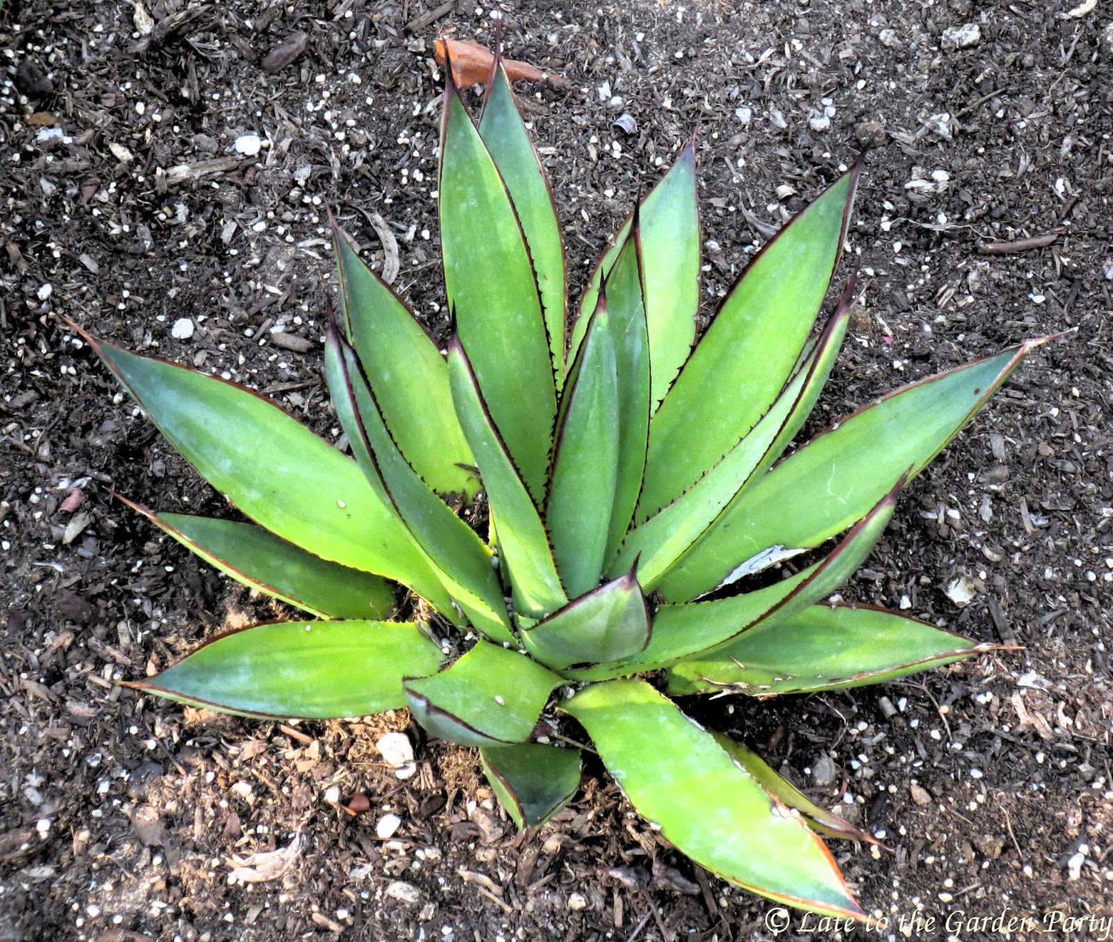 Late to the Garden Party: My favorite plant this week: Agave 'Blue Glow'