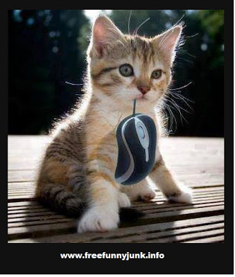 Awetya: Images Funny cat and mouse pictures collections