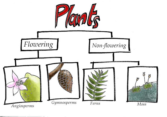 CEIP Antigua Science 5: Classification of plants diagram
