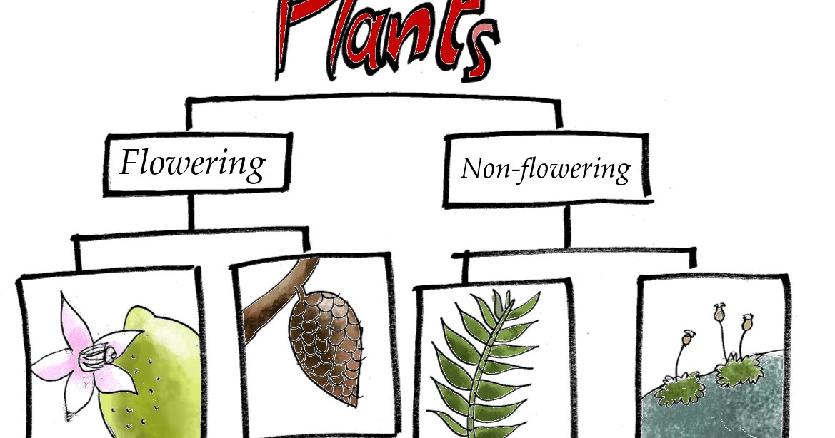 CEIP Antigua Science 5: Classification of plants diagram