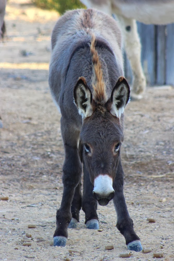 The Field Lab: Donkey Day