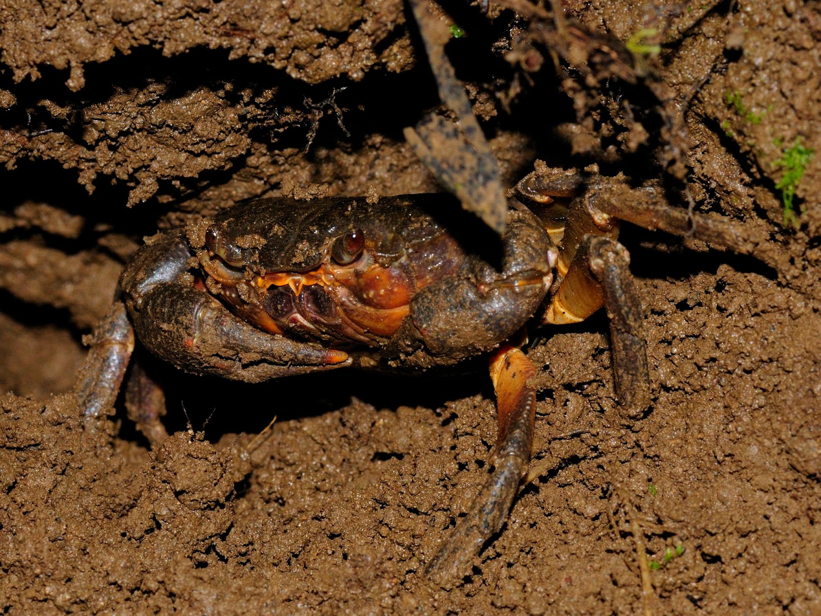 Catalogue of Organisms: Crabs in Rivers, Crabs in Trees