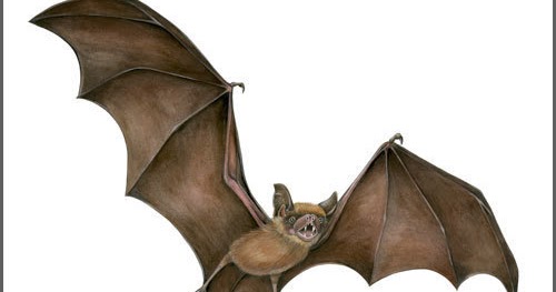 Contemporary Artists of Florida: Nature, Illustrative Art "LITTLE BROWN ...