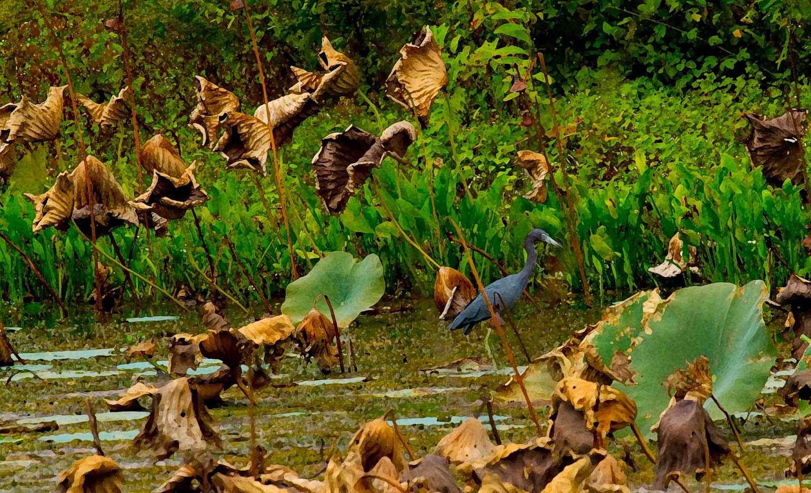 Sometimes I Wonder, Sometimes I Wander: Fall Foliage of the Lotus Plant