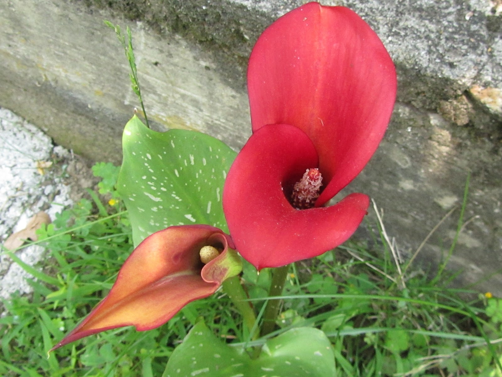 Dove Piantare le Calle (Zantedeschia sp.) ? Quando Fioriscono in Italia ...
