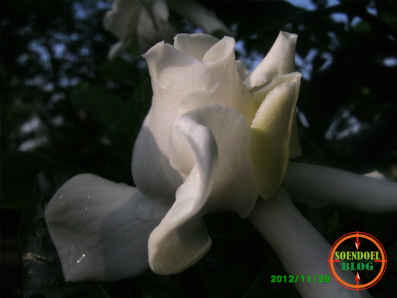 Sundul Langit: Bunga Melati Putih Super Jumbo