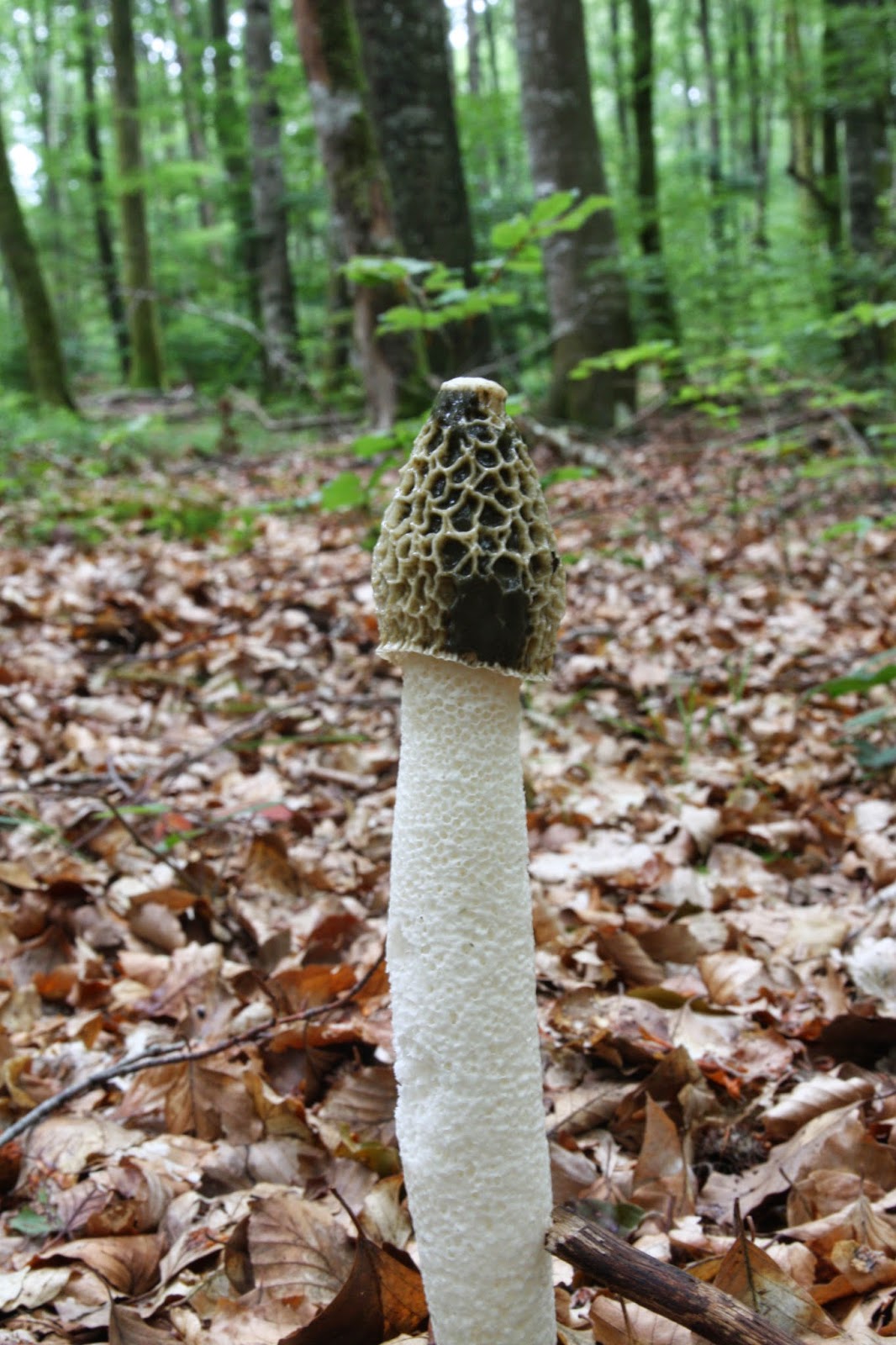 El mundo microscópico de los hongos: Gasteromicetos