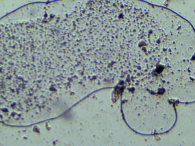 The Little Microbes That Help Us All