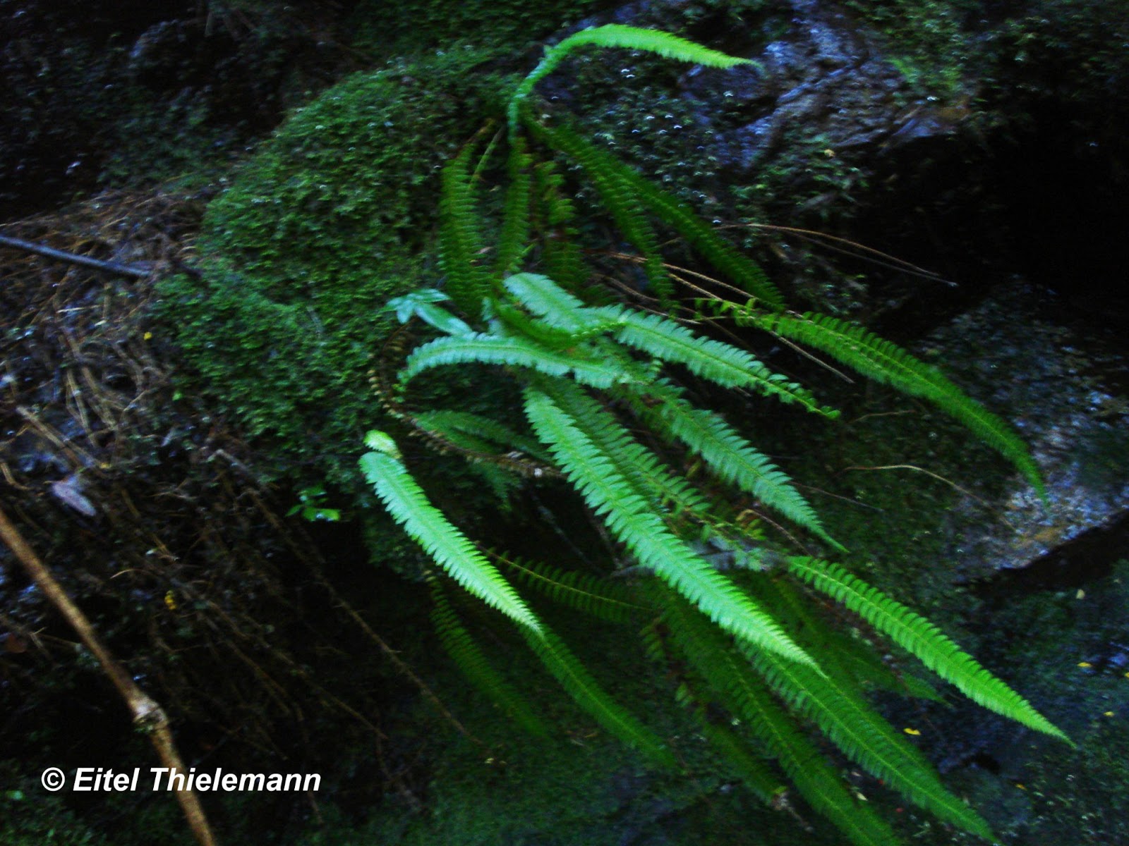 Apuntes botánicos: Helechos, Líquenes y musgos