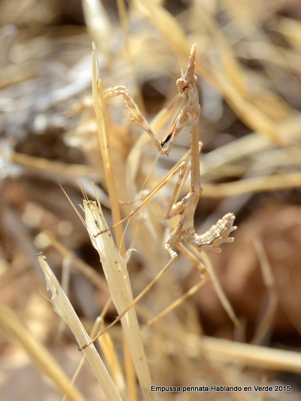 Hablando en verde: La mantis palo, estrella del rock and roll