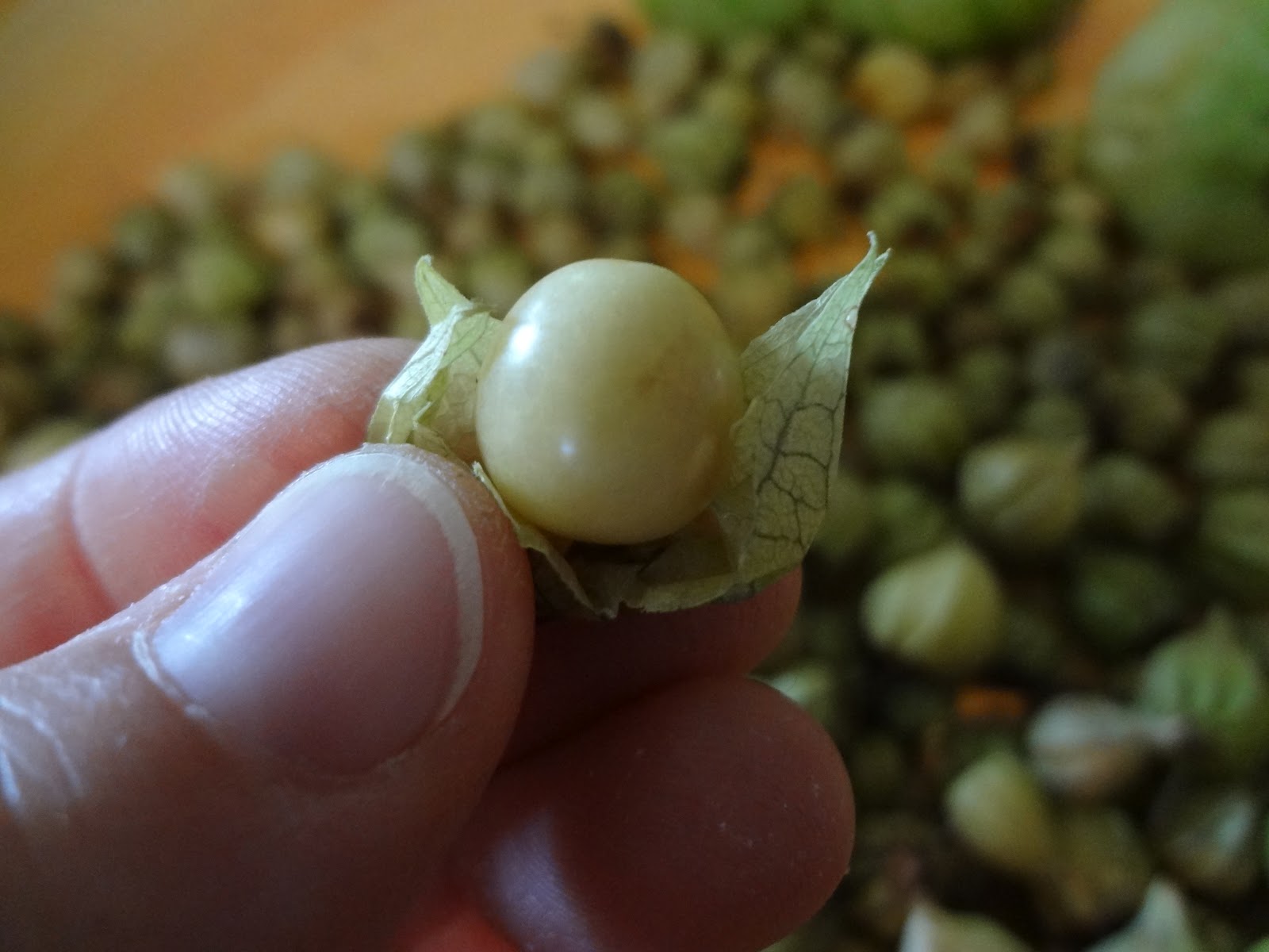 Bella Blue Jungle: Addicted To Golden Berries Growing In The Garden