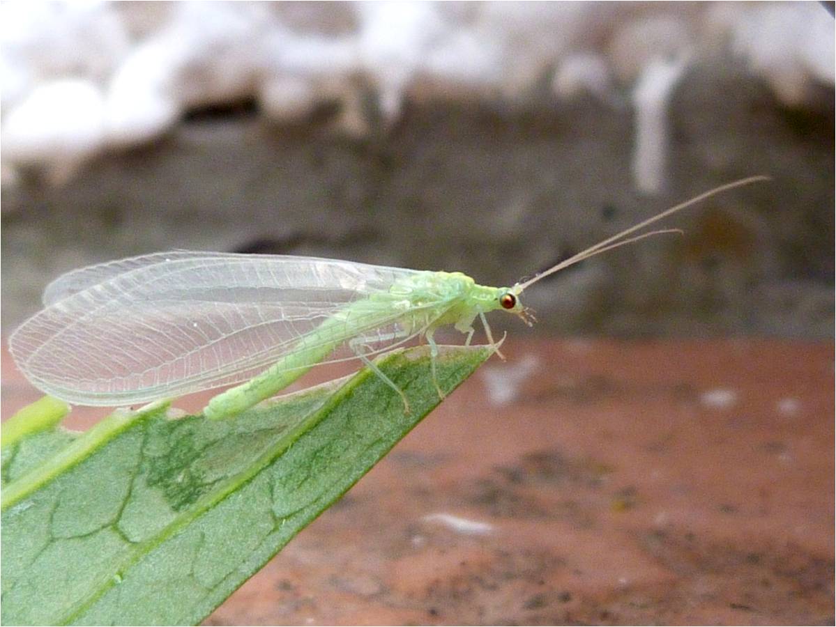 Insects of Scotland: Lacewings/Scorpion Flies
