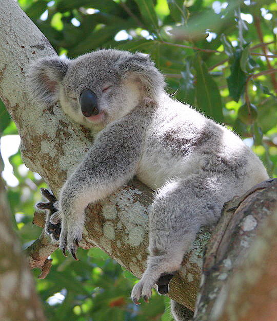 Animals of the world: Koala