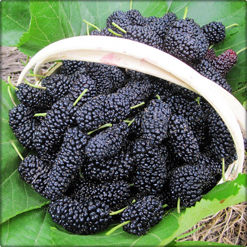 Containers Growing Mulberry (How to Grow Mulberry Tree in a Pot ...