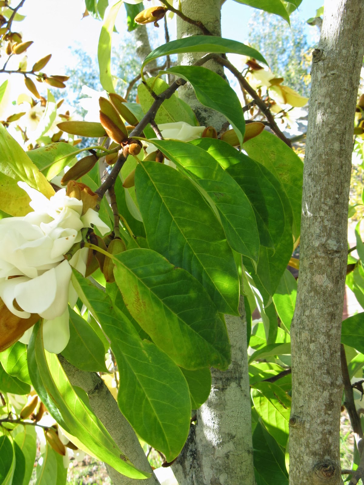 Trees of Santa Cruz County: Michelia doltsopa - Chinese Magnolia