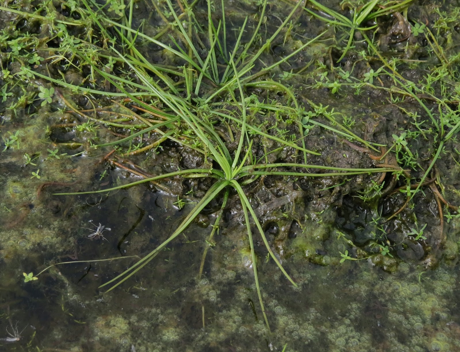 El Zorzal Charro: Un Isoetes y varios herpetos
