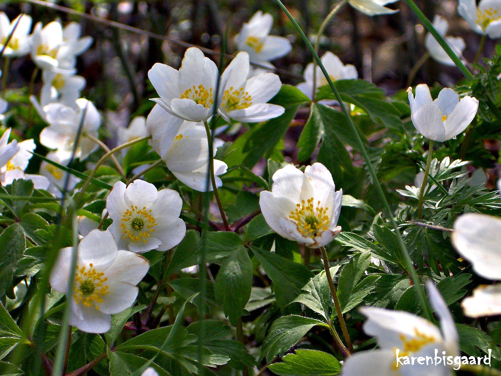 Karen`s Nature Photography: Anemone Flowers on Forest Floor.