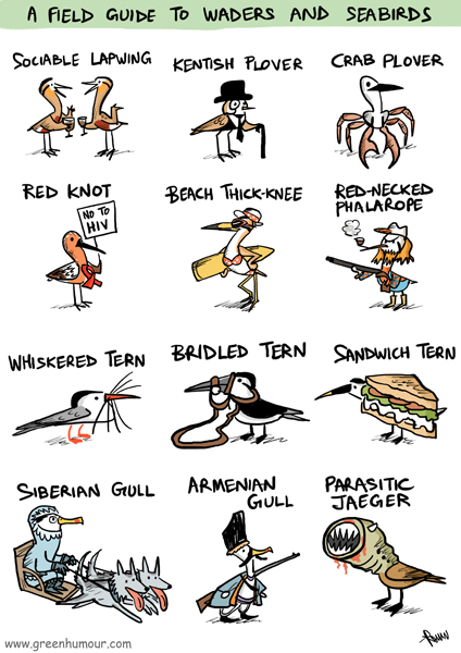 Green Humour: A Field Guide to Waders and Seabirds