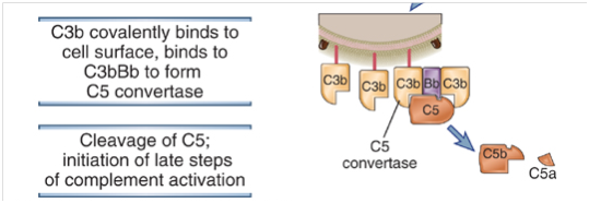 Alarminas: Respuesta inmune innata, respuesta inmune adaptativa y ...