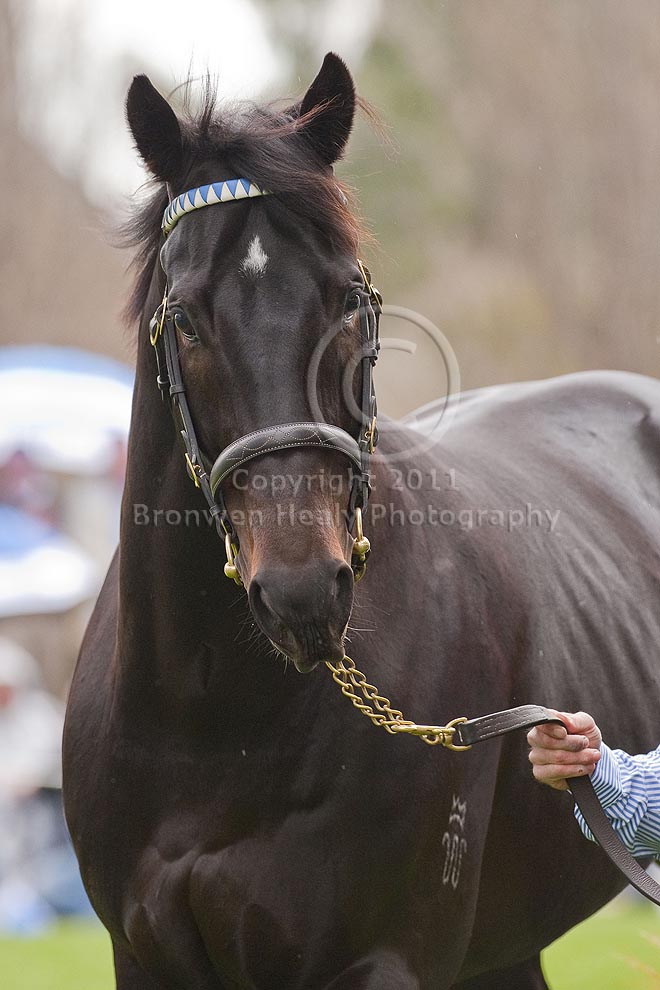 The Darley Stallion Parade 2011