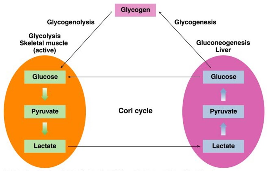 Pathways of glucose in human body