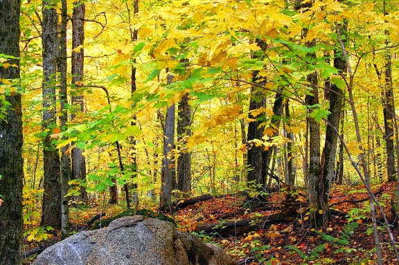 Dans les testicules de Darwin: Les érables à l'assaut des montagnes au ...