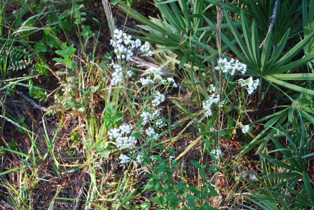 Space Coast Wildflowers: Tosohatchee WMA, November 17, 2011