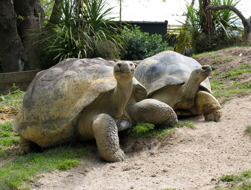 Galapagos Tortoise | The Life of Animals