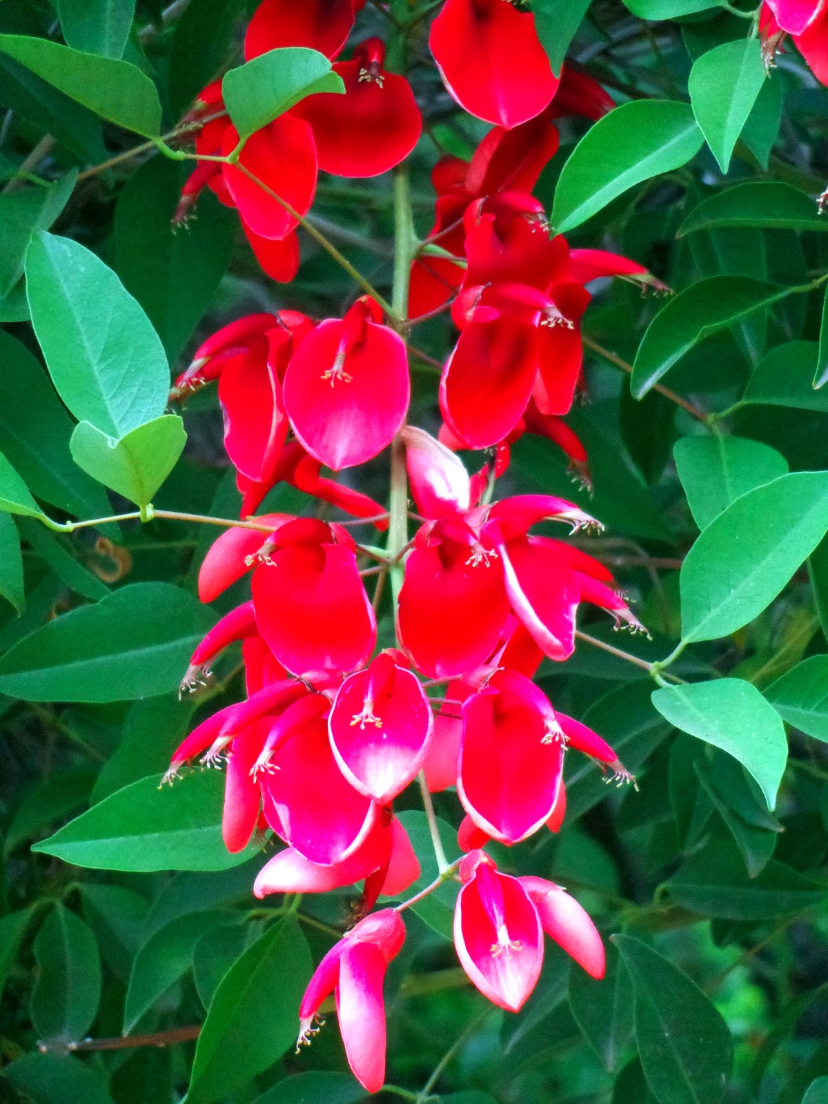Aqui no se puede: LA LEYENDA DE LA FLOR DEL CEIBO Y ALGO MÁS