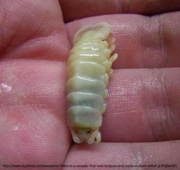 Bizarre Creature of the Day: Creature 239: Cymothoa exigua