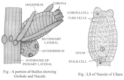 CHARA - STRUCTURE OF VEGETATIVE BODY AND REPRODUCTION