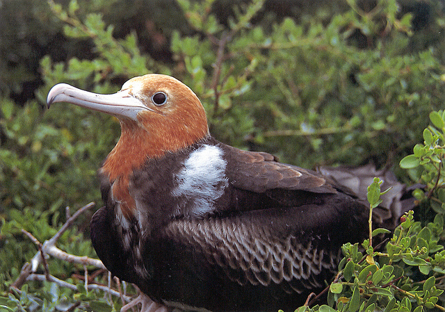 El ojo del buitre: Aves - Fragata (Fregata ariel)