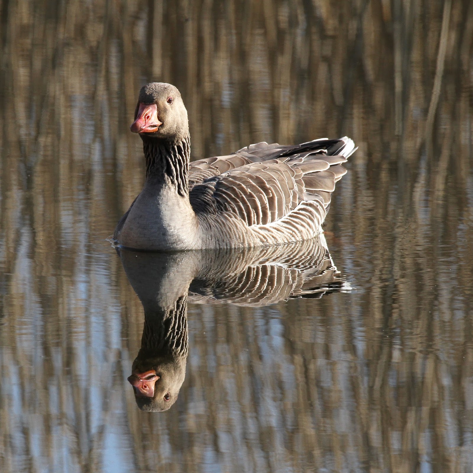 TrogTrogBlog: Bird of the week - Greylag goose