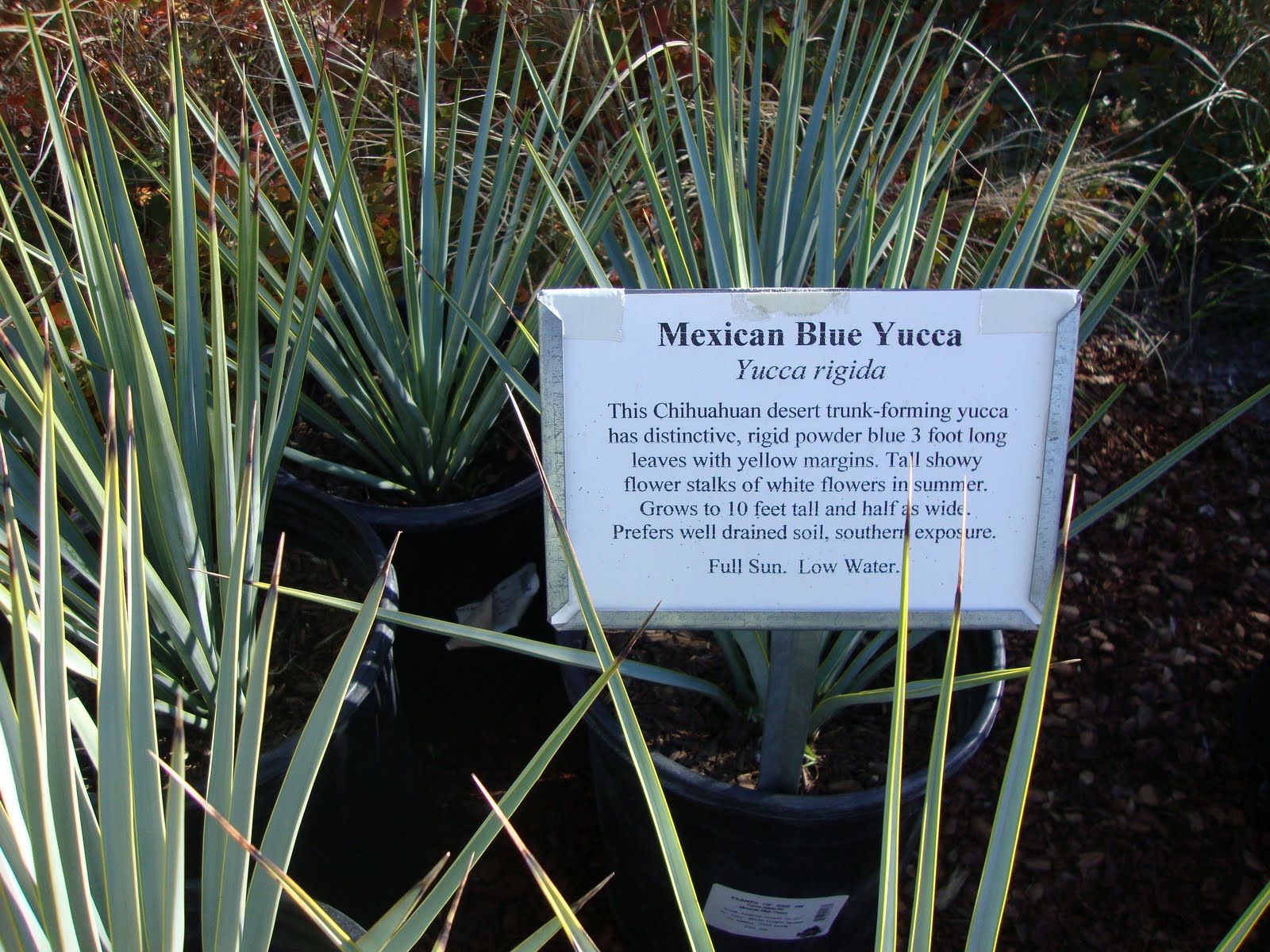 danger garden: Plants of the Southwest, a nursery visit