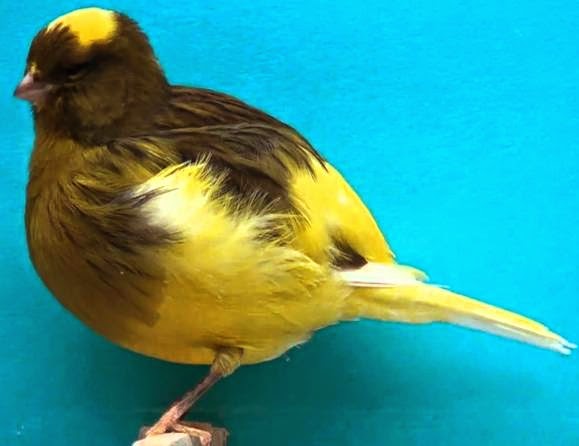 Jenis Burung Kenari Varietas yang Dikembangkan dan yang Langka