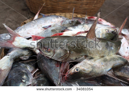 HD Animals: indian fish