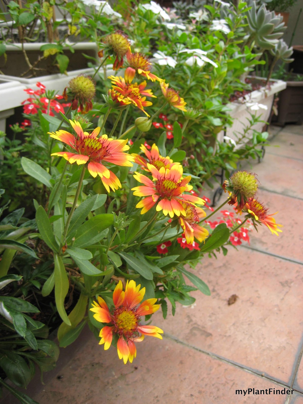 MY PLANT FINDER | Plant Guide: Gaillardia cultivar & hybrid