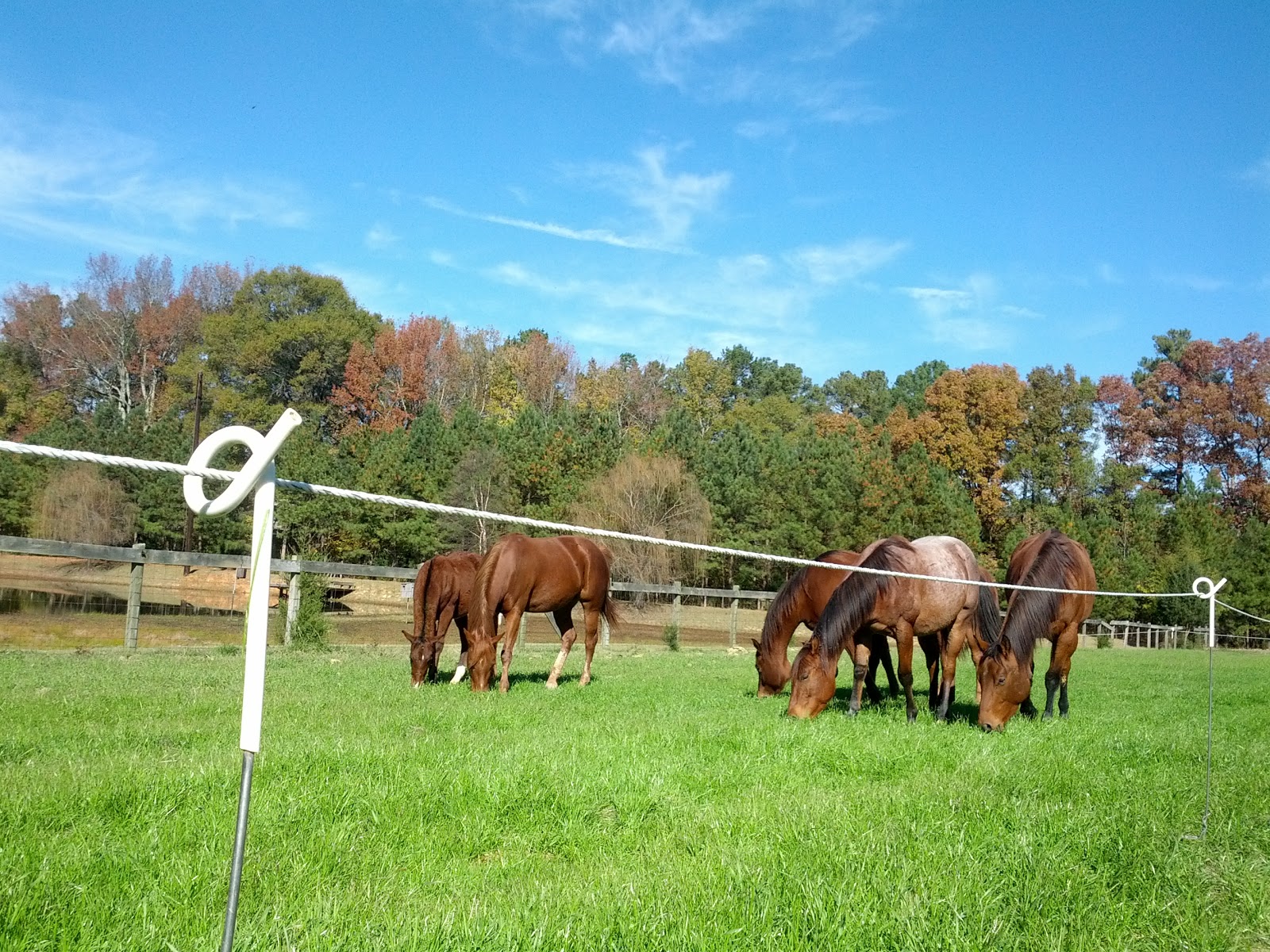NC Horse Blog: Comparing Horse Fencing