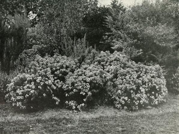 Future Plants by Randy Stewart: Tree Asters