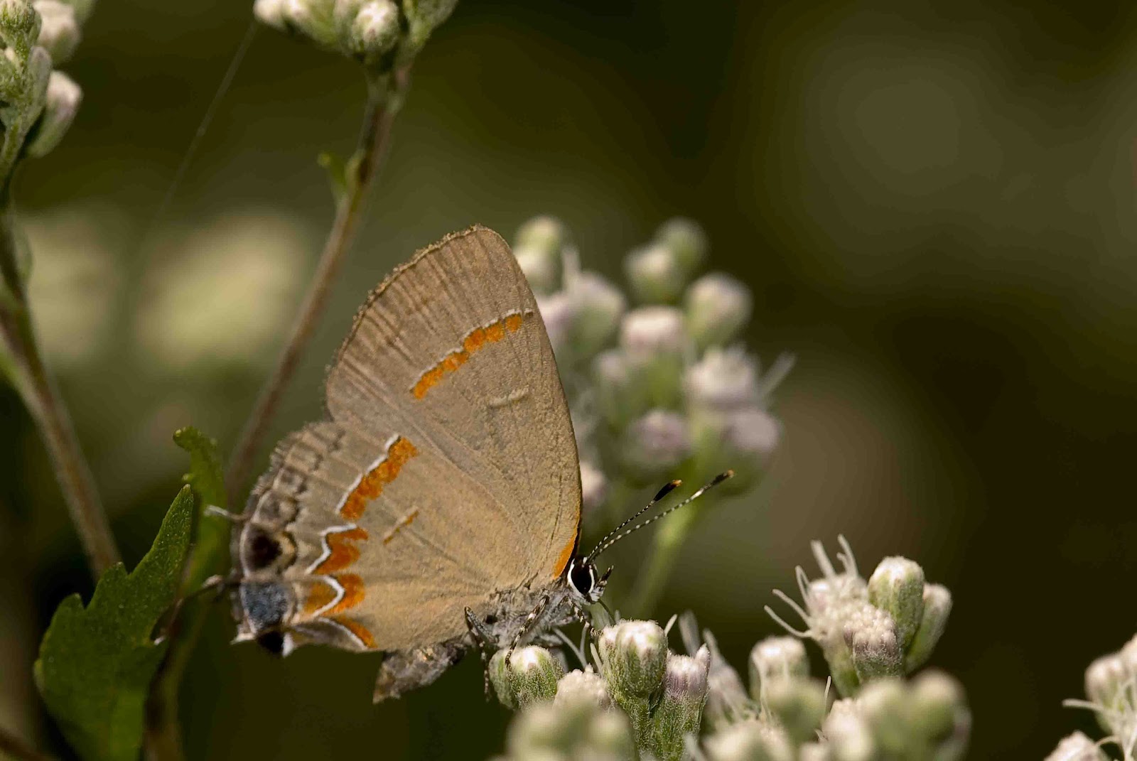 Kentucky Native Plant and Wildlife: Gardening for Butterflies: The Most ...