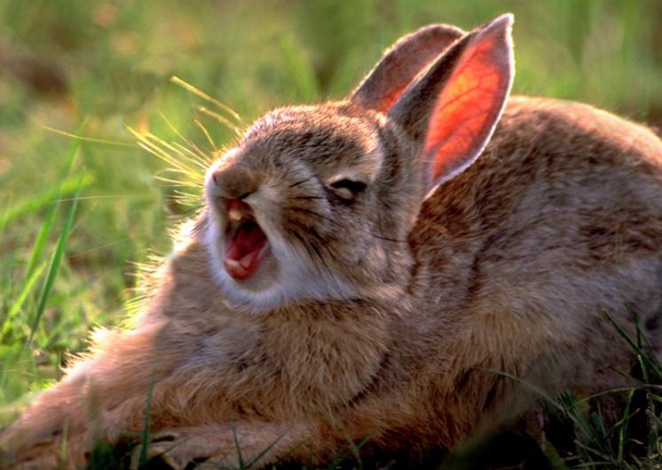 A Funny Thing Happened on My Way to the Grave: Hunting Rabbits, Part B