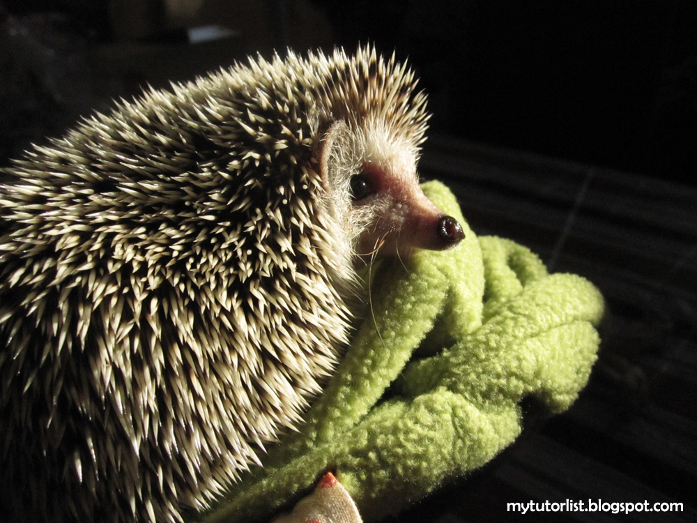 Poggles the Hedgehog : Behind Mytutorlist.com