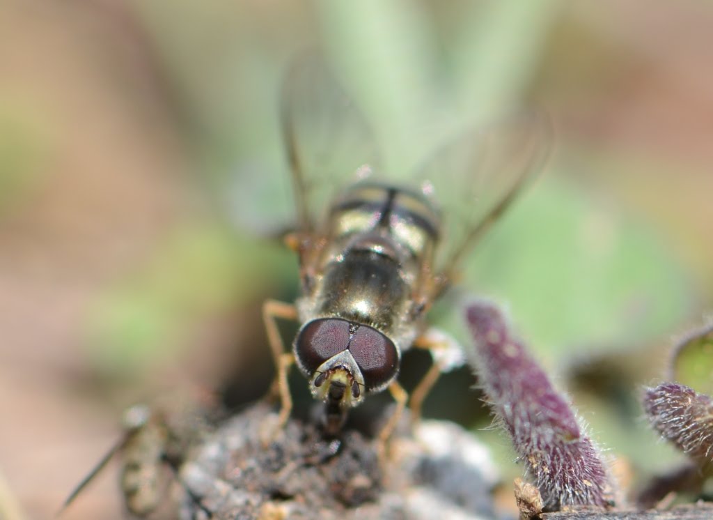 Ohio Birds and Biodiversity: Some cute, and not so cute, flies