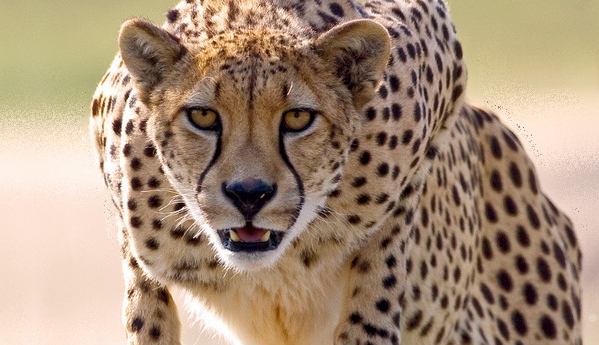 Fakta dan Mitos Tentang 7 Hewan yang Sering Kita Dengar