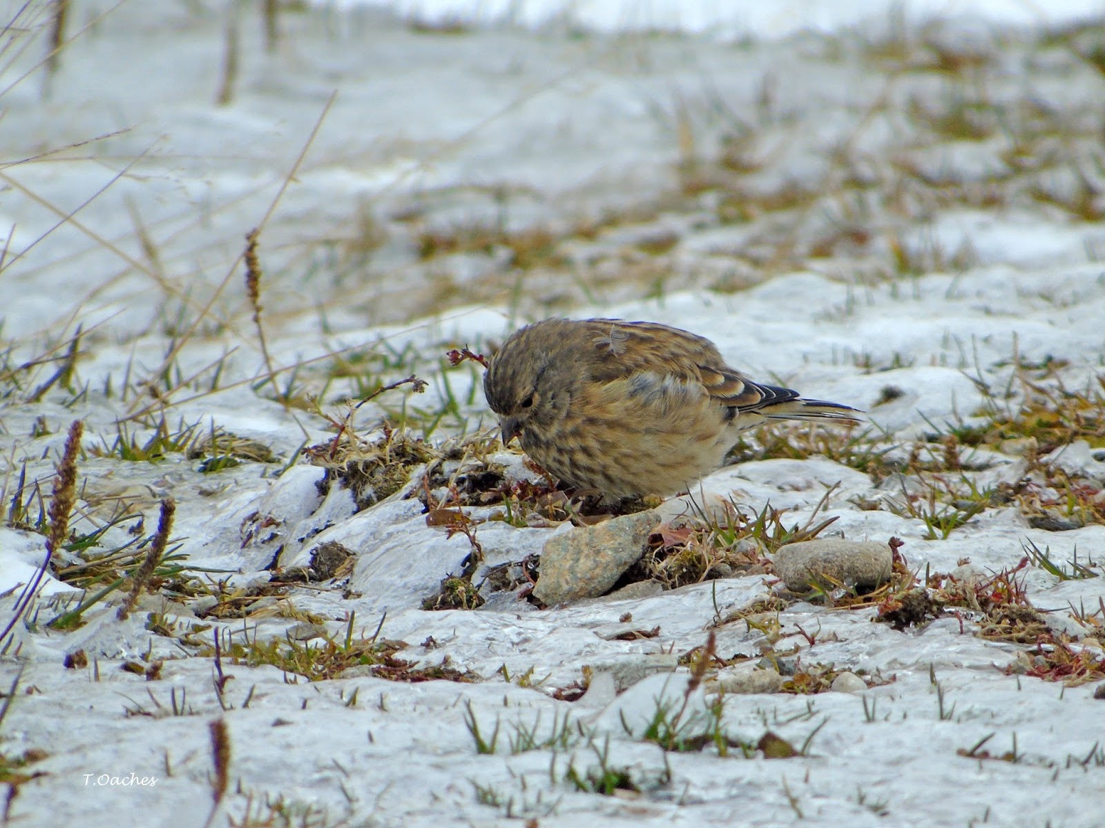 PASARI DIN ROMANIA: CANEPAR (Pietrusel), Linaria cannabina