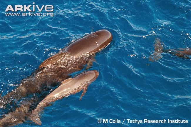 El calderón común o ballena piloto de aleta larga (Globicephala melas ...