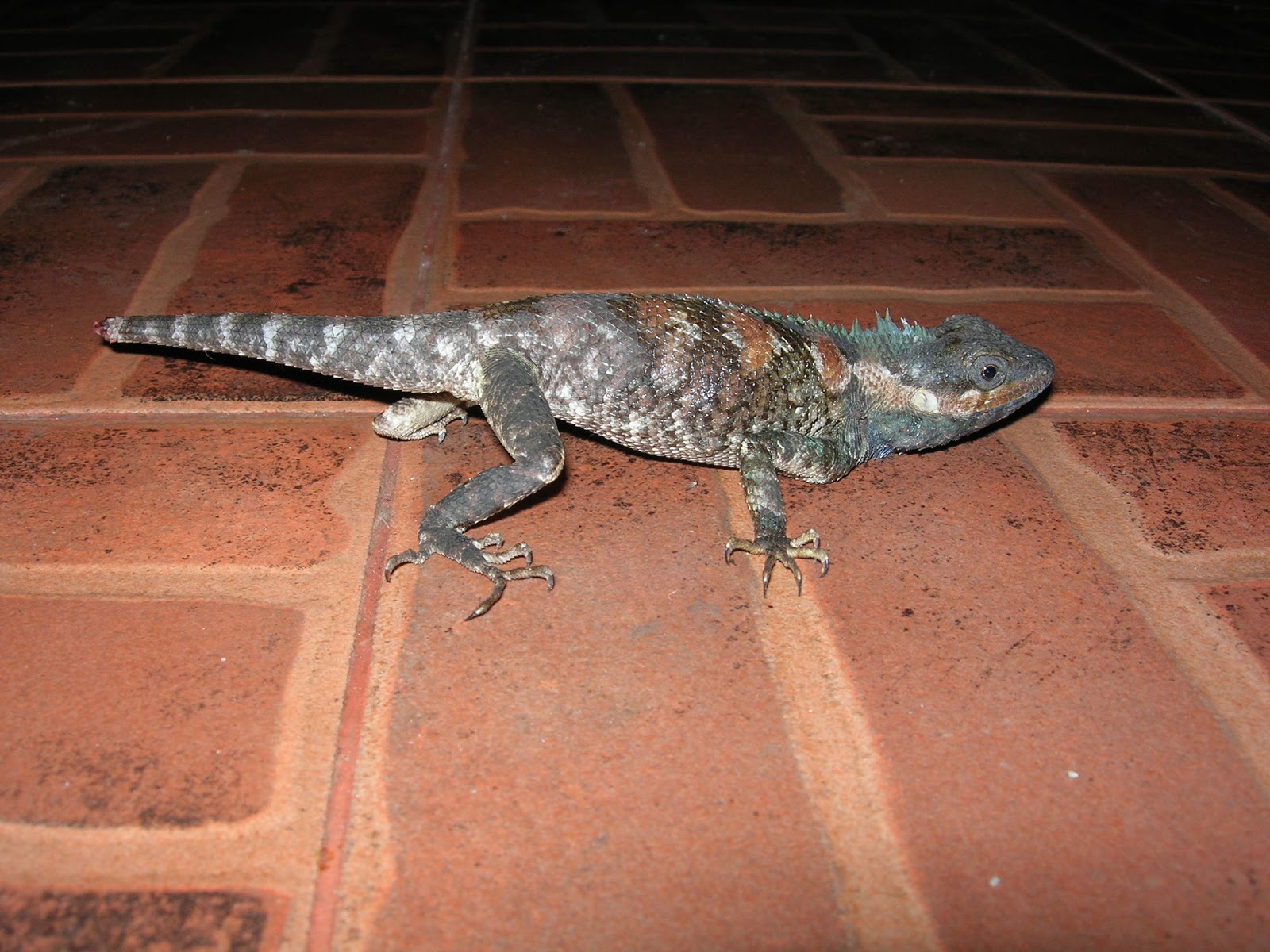 A Norfolk Birder in Thailand: Reptiles