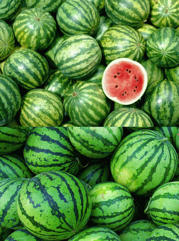Raghu's column!: Watermelons! Watermelons!! The Food of Angels!!! Are ...