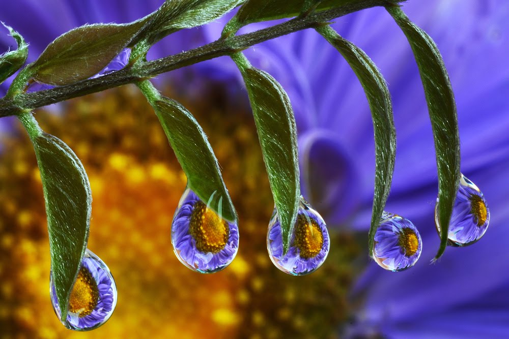 The Most Beautiful Water Drops Reflections